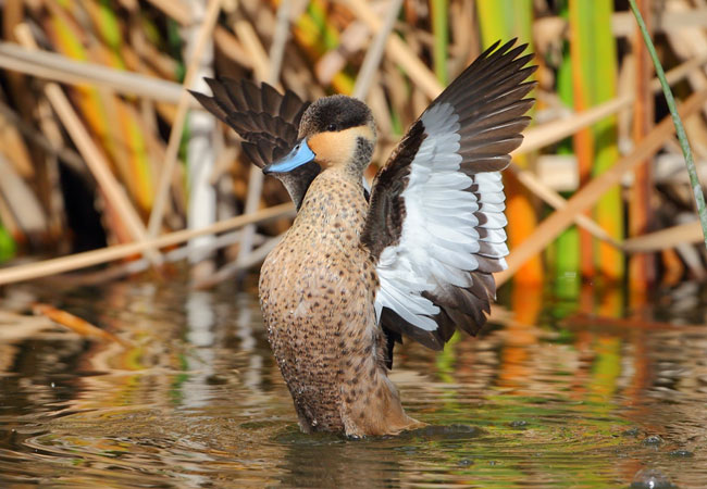 South Africa Birdwatching