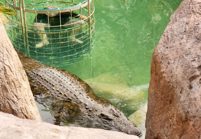 South Africa Crocodile Cage Diving