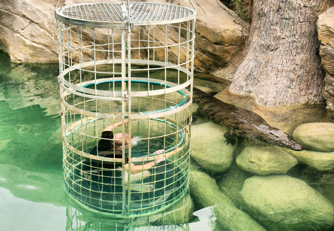 South Africa Crocodile Cage Diving