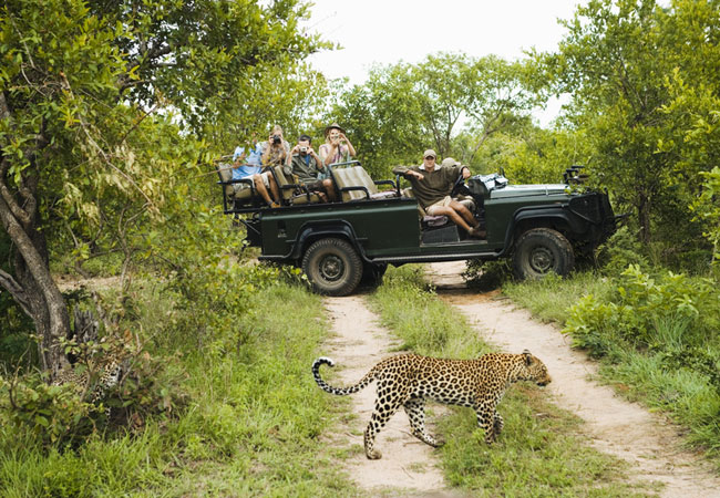 South Africa Game Viewing