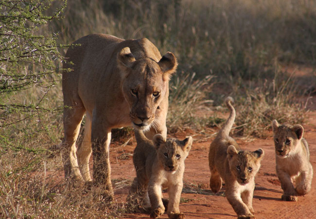 South Africa Game Viewing
