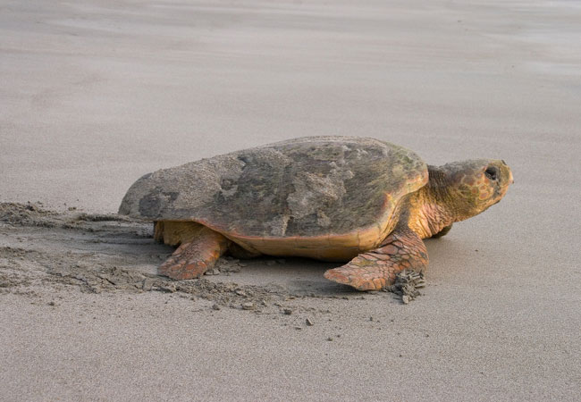 South Africa Turtle Tours