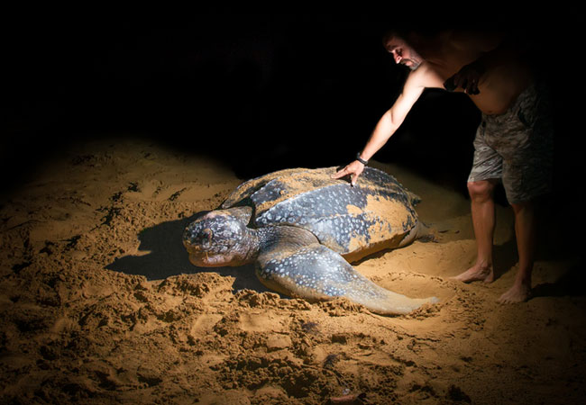 South Africa Turtle Tours