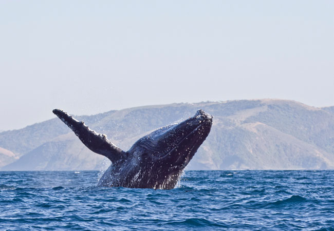 South Africa Whale Behaviour