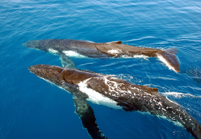 South Africa Whales in South Africa