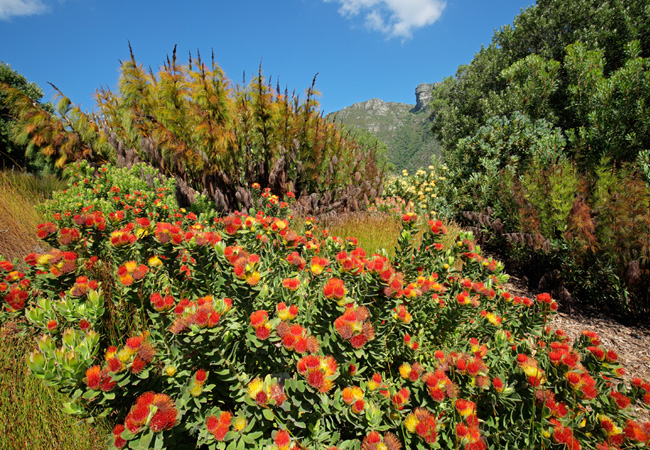 Cape Floral Region