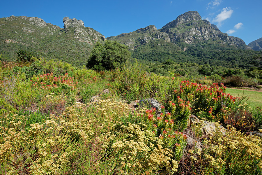 Cape Floral Region Protected Areas