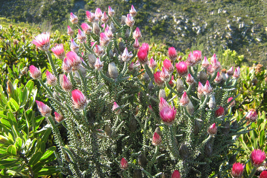 Cape Floral Region Protected Areas
