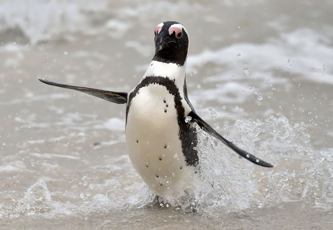 Penguin Conservation