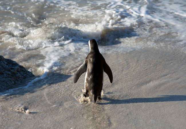 Penguin Conservation