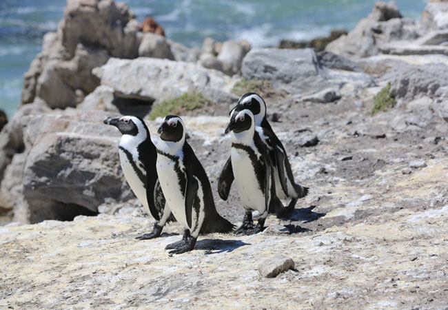 Penguin Conservation