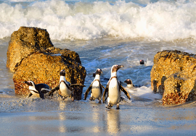 Penguin Conservation