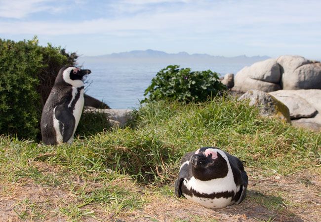 Where to find Penguins in South Africa