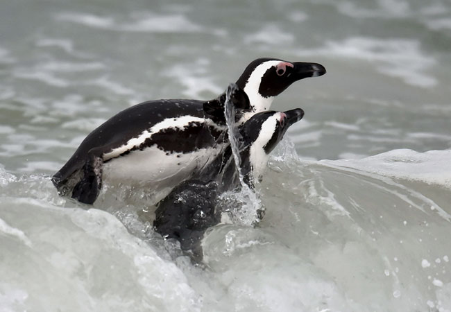 Where to find Penguins in South Africa
