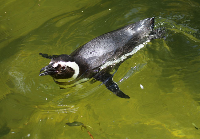 Where to find Penguins in South Africa