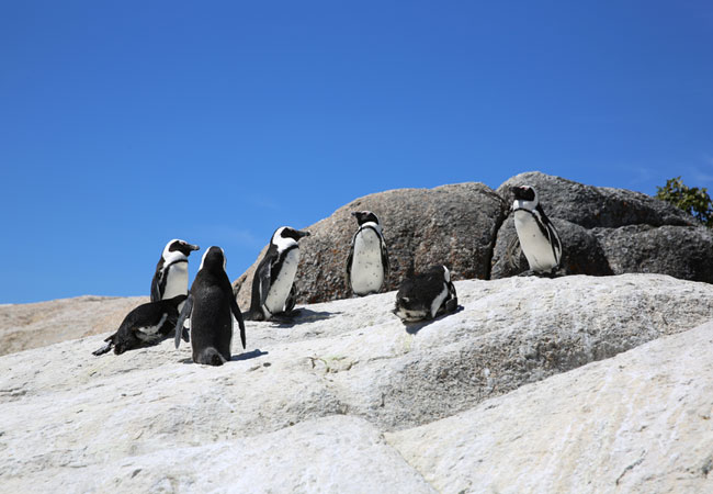 Where to find Penguins in South Africa