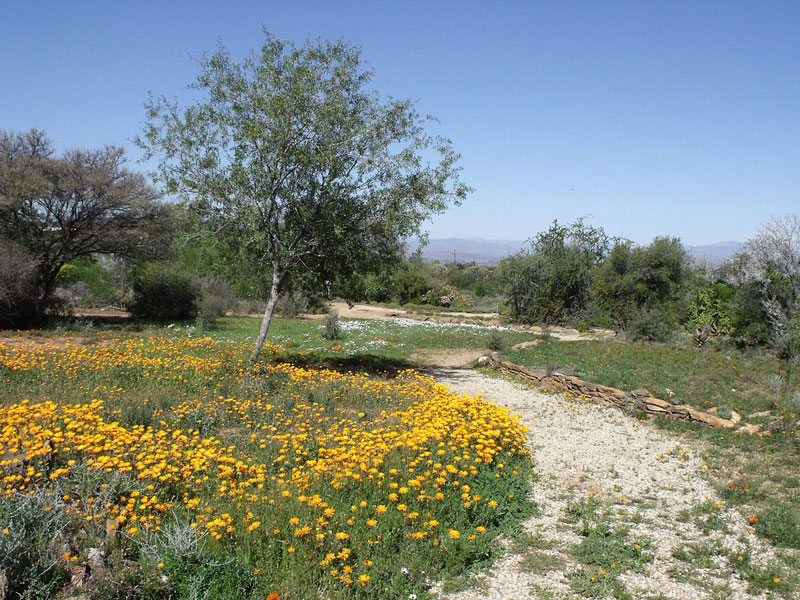 Worcester Botanical Gardens South Africa | Fasci Garden