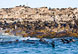 Dyer Island Nature Reserve