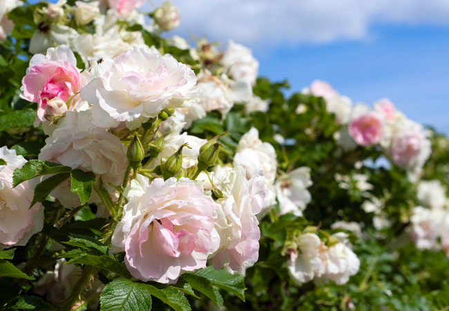 Events in Free State