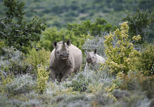South Africa Game Reserves