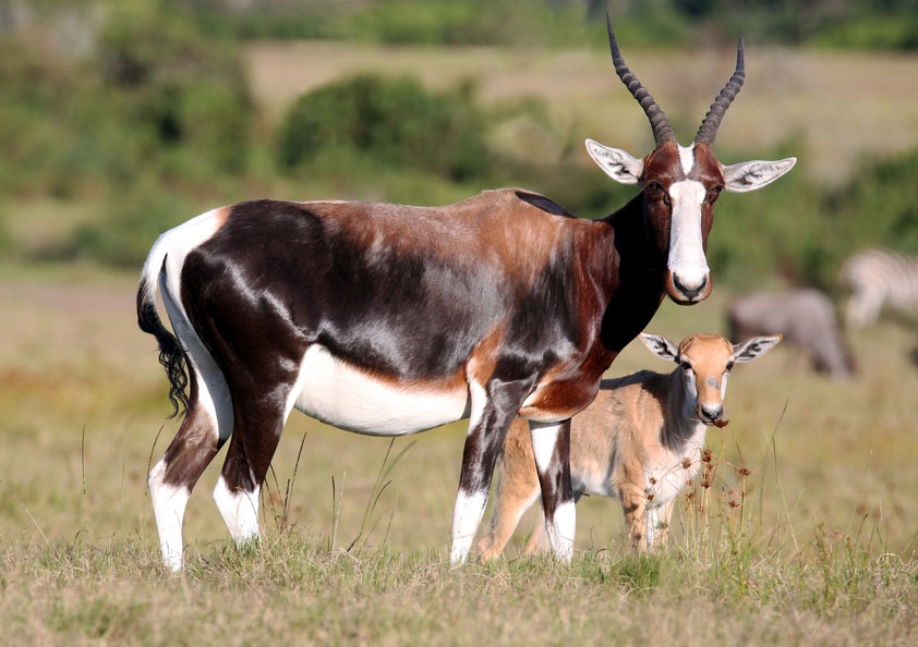 South African Game Animals
