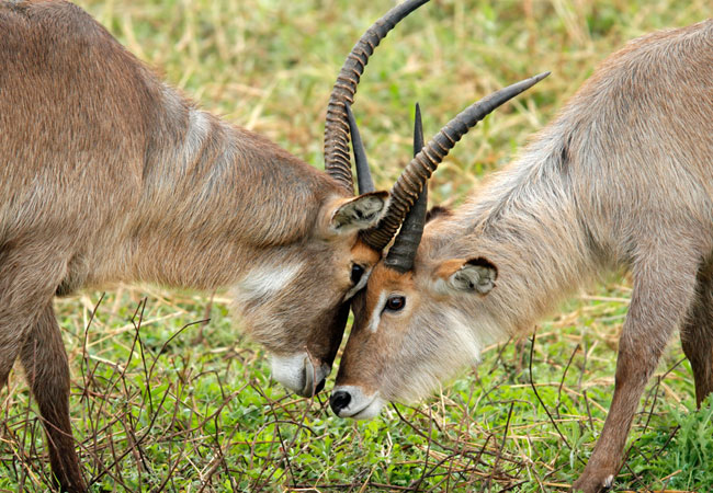 South Africa Game Reserves