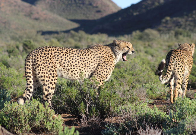 South Africa Game Reserves