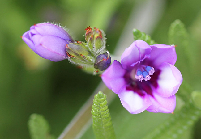 Babiana Genus {Baboon flower}