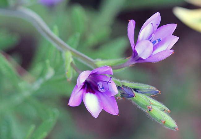 Babiana Genus {Baboon flower}