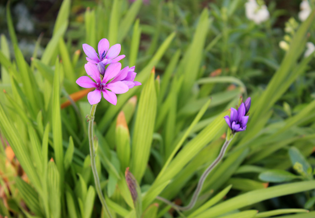 Babiana Genus {Baboon flower}