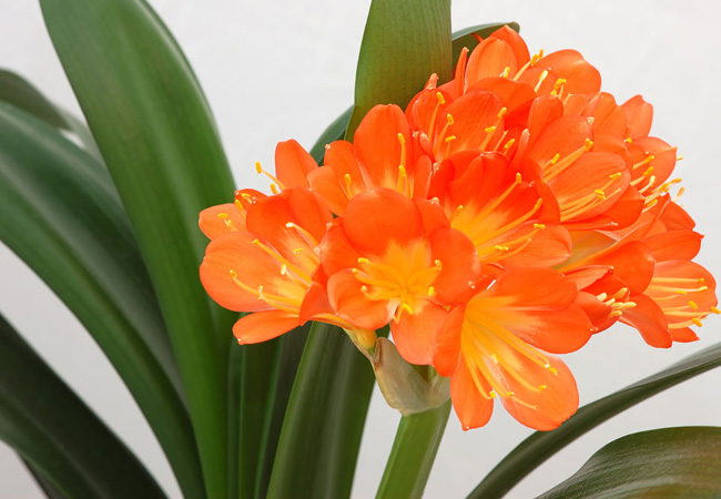 Clivia Miniata {Amaryllidaceae family}