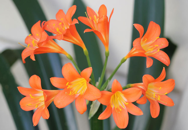 Clivia Miniata {Amaryllidaceae family}