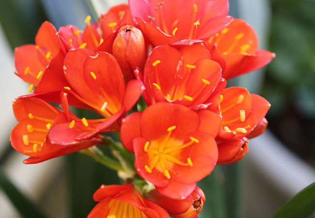 Clivia Miniata {Amaryllidaceae family}