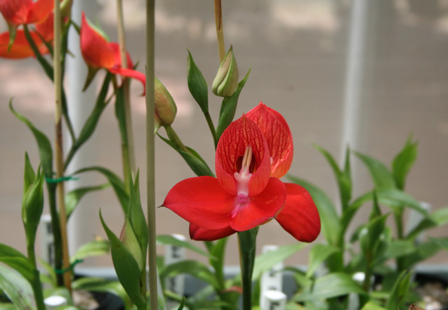 Disa Uniflora Bergius {Red disa}