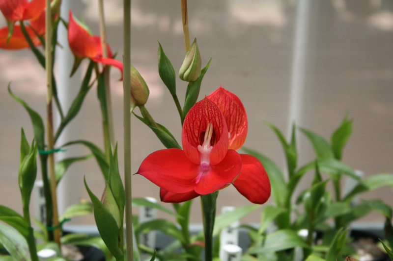 Disa uniflora Bergius
