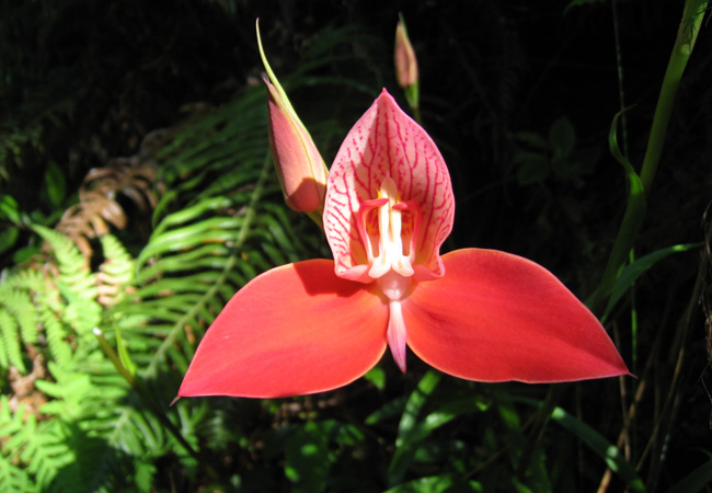 Disa Uniflora Bergius {Red disa}