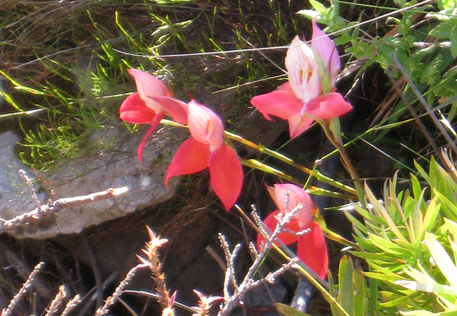 Disa Uniflora Bergius {Red disa}