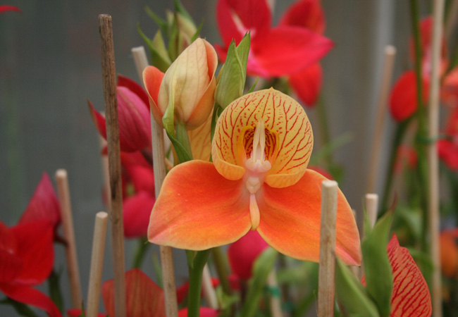 Disa Uniflora Bergius {Red disa}
