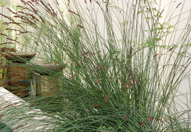 Elegia Tectorum {Cape thatching reed}