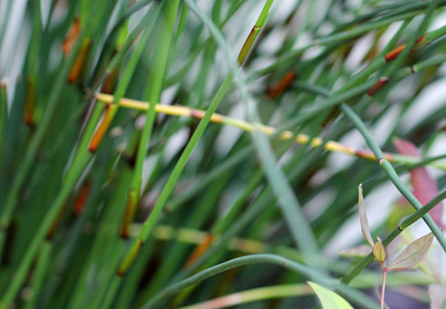 Elegia Tectorum {Cape thatching reed}