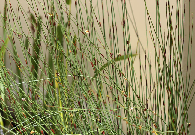 Elegia Tectorum {Cape thatching reed}