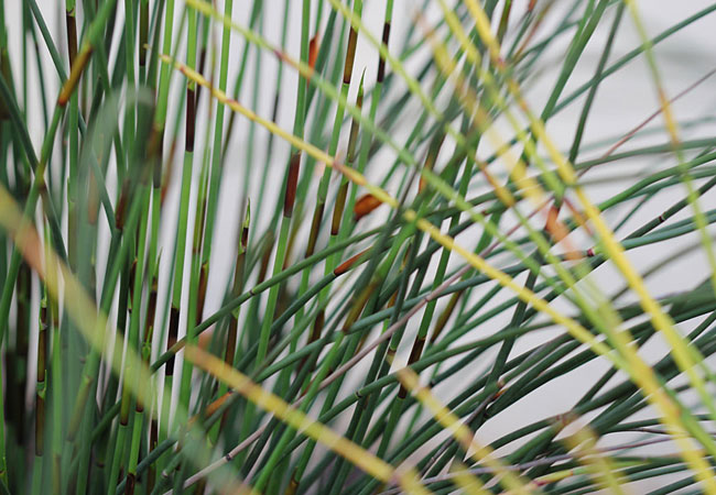 Elegia Tectorum {Cape thatching reed}