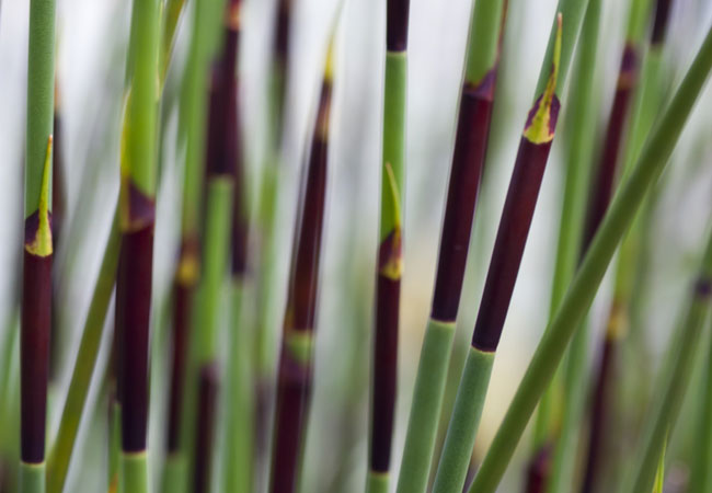 Elegia Tectorum {Cape thatching reed}