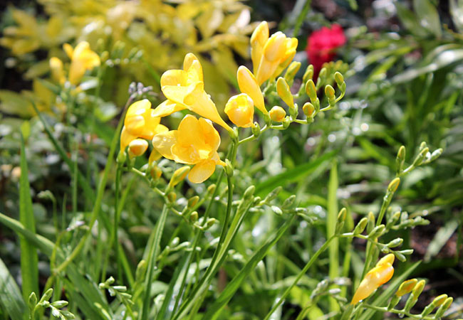 Freesia Alba {Freesia alba}