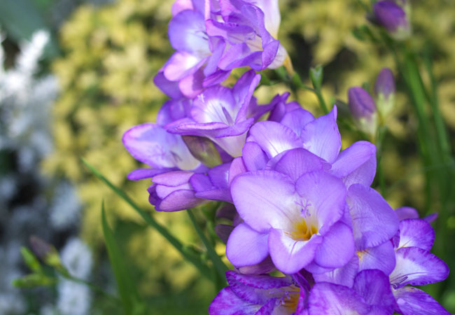 Freesia Alba {Freesia alba}