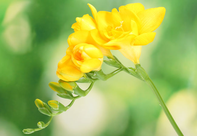 Freesia Alba {Freesia alba}