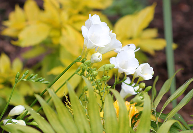 Freesia Alba {Freesia alba}