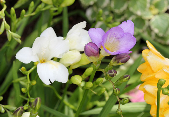 Freesia Alba {Freesia alba}
