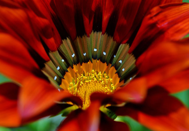 Gazania Krebsiana {Gousblom}