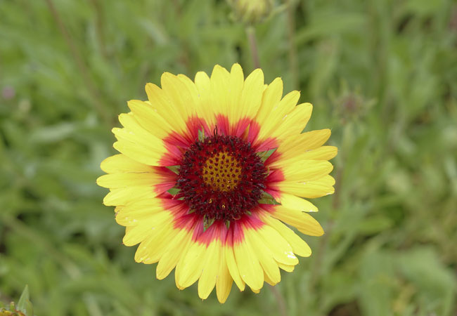 Gazania Krebsiana {Gousblom}